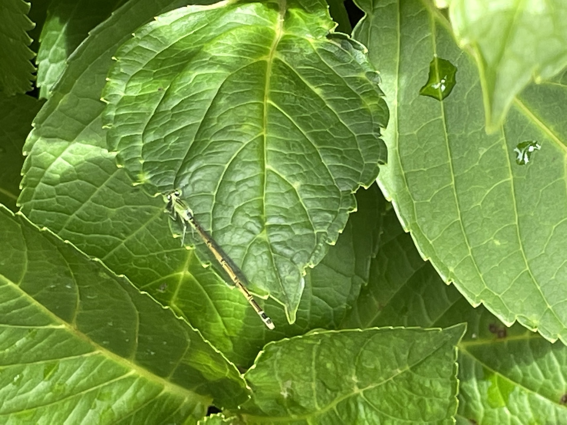 イトトンボ: KM建築研究所